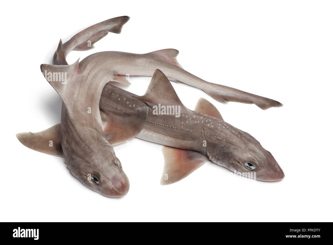 Catsharks