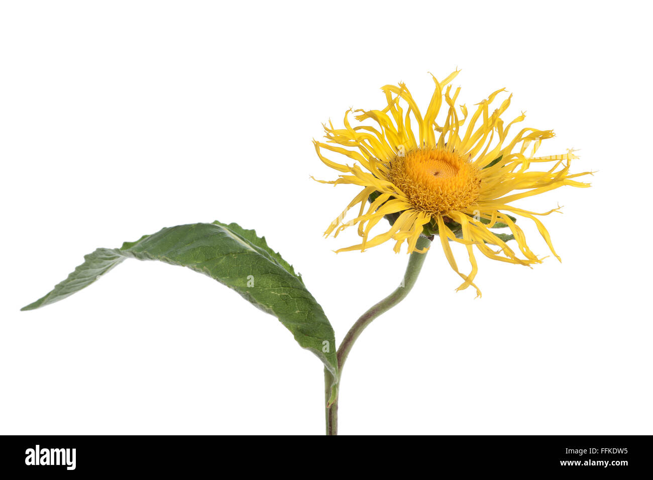 Fresh yellow Inula helenium flower on white background Stock Photo - Alamy
