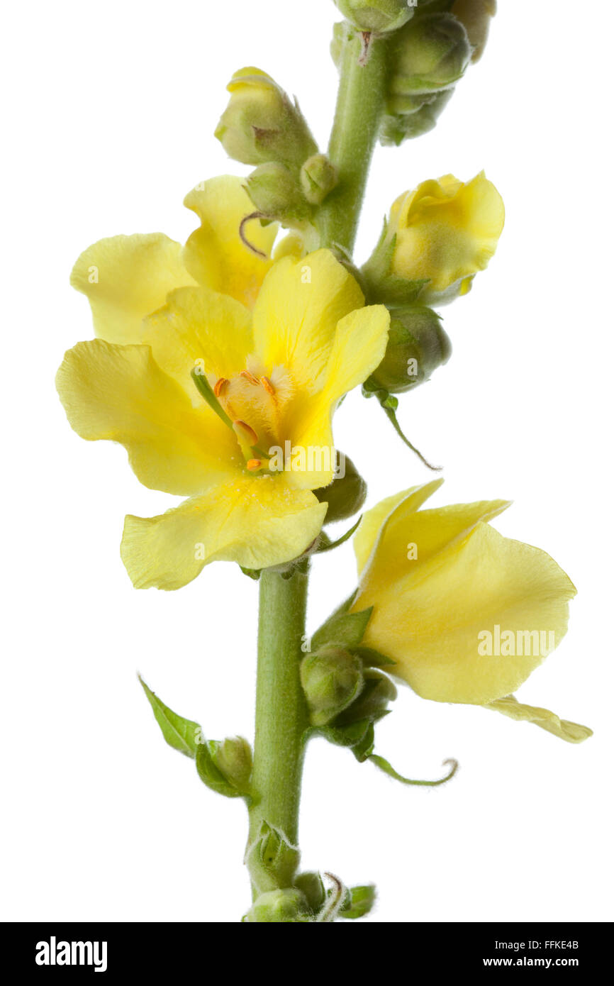 Fresh yellow Verbascum flower on white background Stock Photo - Alamy