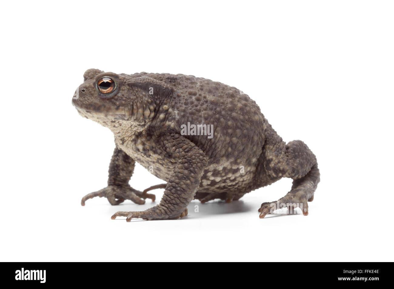 Common toad on white background Stock Photo - Alamy