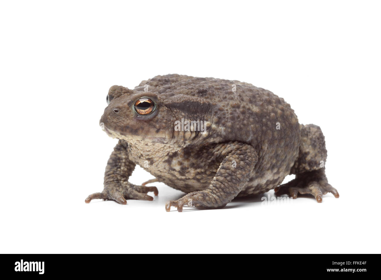 Common toad on white background Stock Photo - Alamy