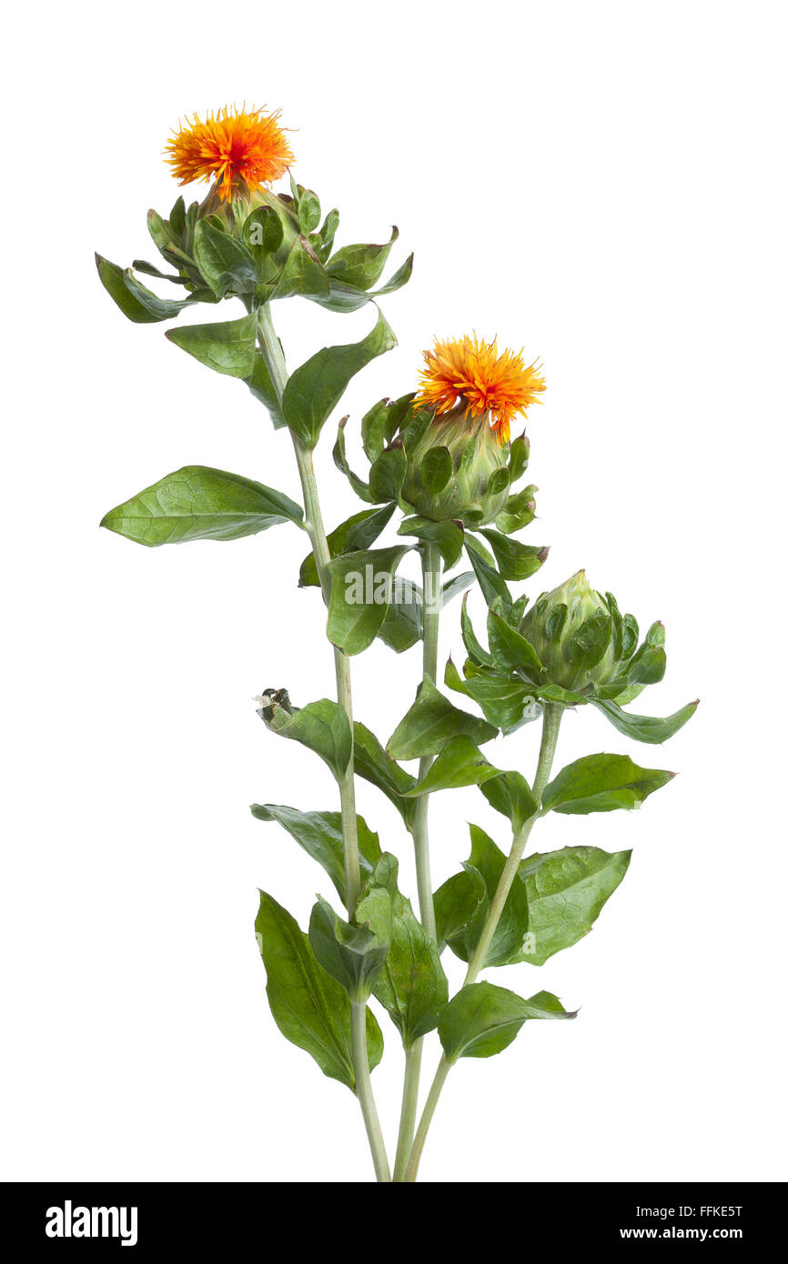 Safflower hi-res stock photography and images - Alamy