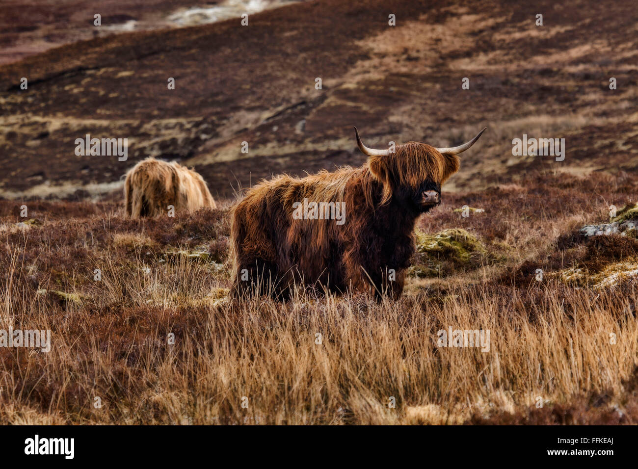 Heather and highland cow hi-res stock photography and images - Alamy