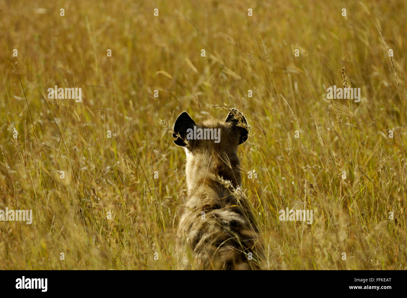 Hyena hunting hi-res stock photography and images - Alamy