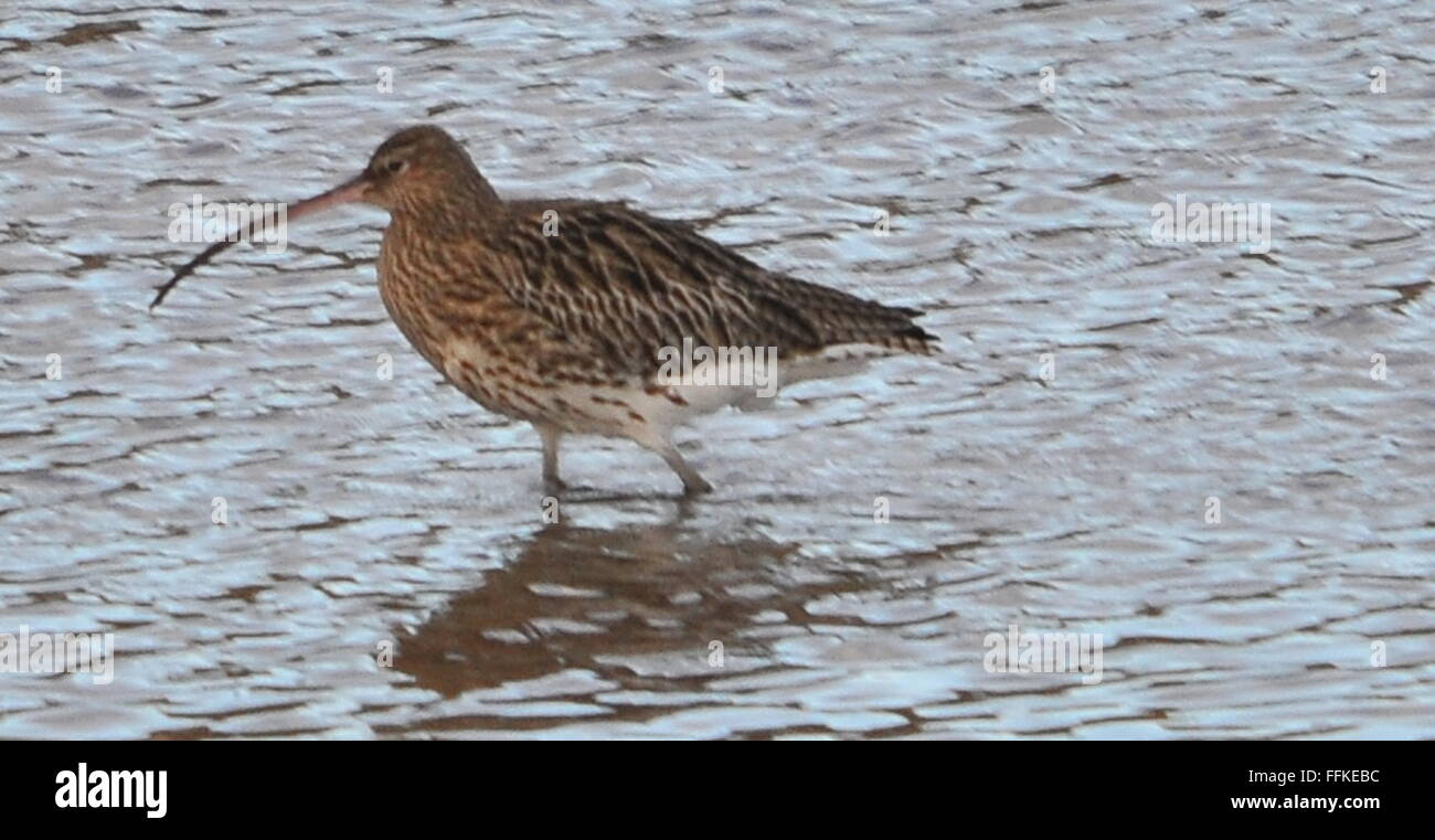 Wading river birds scotland hi-res stock photography and images - Alamy