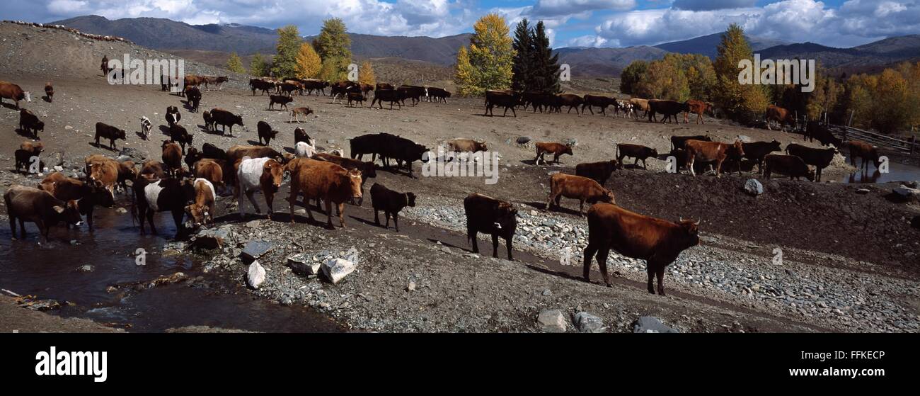 Litang County Sichuan Scenery Stock Photo - Alamy