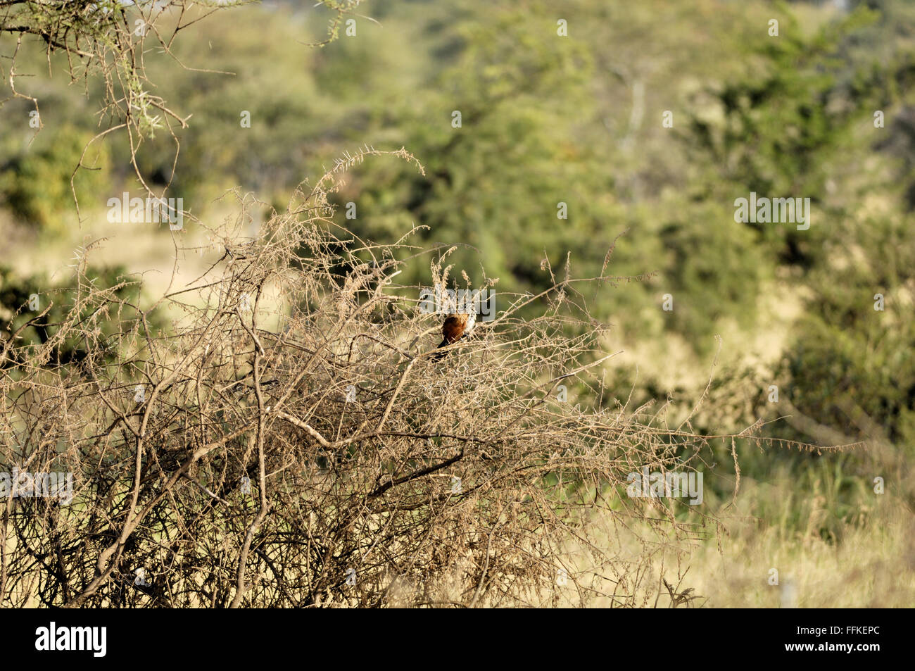 Coucal bird hi-res stock photography and images - Alamy