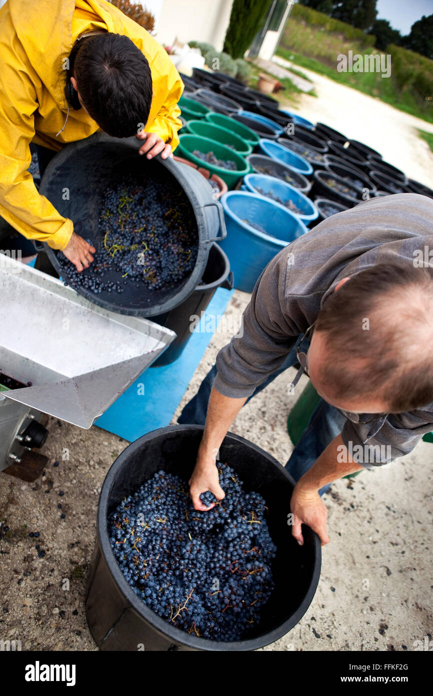 Sorting grapes bordeaux hi-res stock photography and images - Alamy