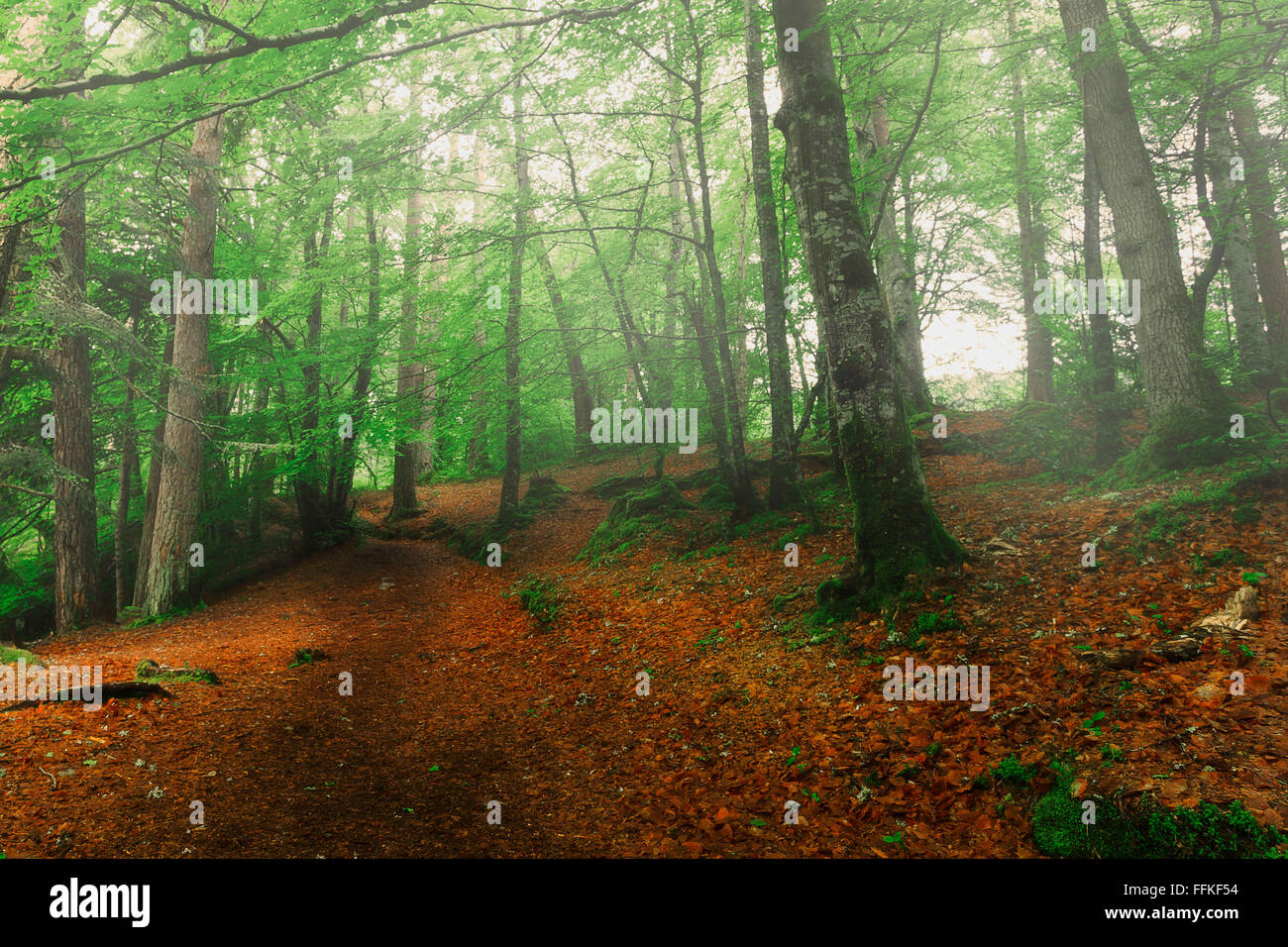 Misty Scottish Forest Stock Photo - Alamy