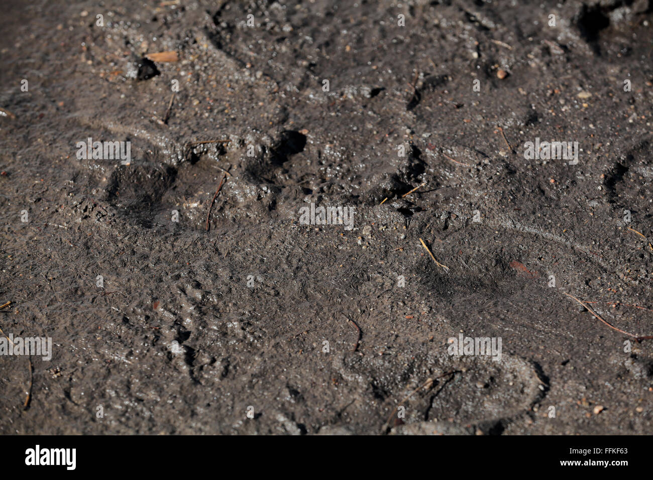 Muddy footprints hi-res stock photography and images - Alamy