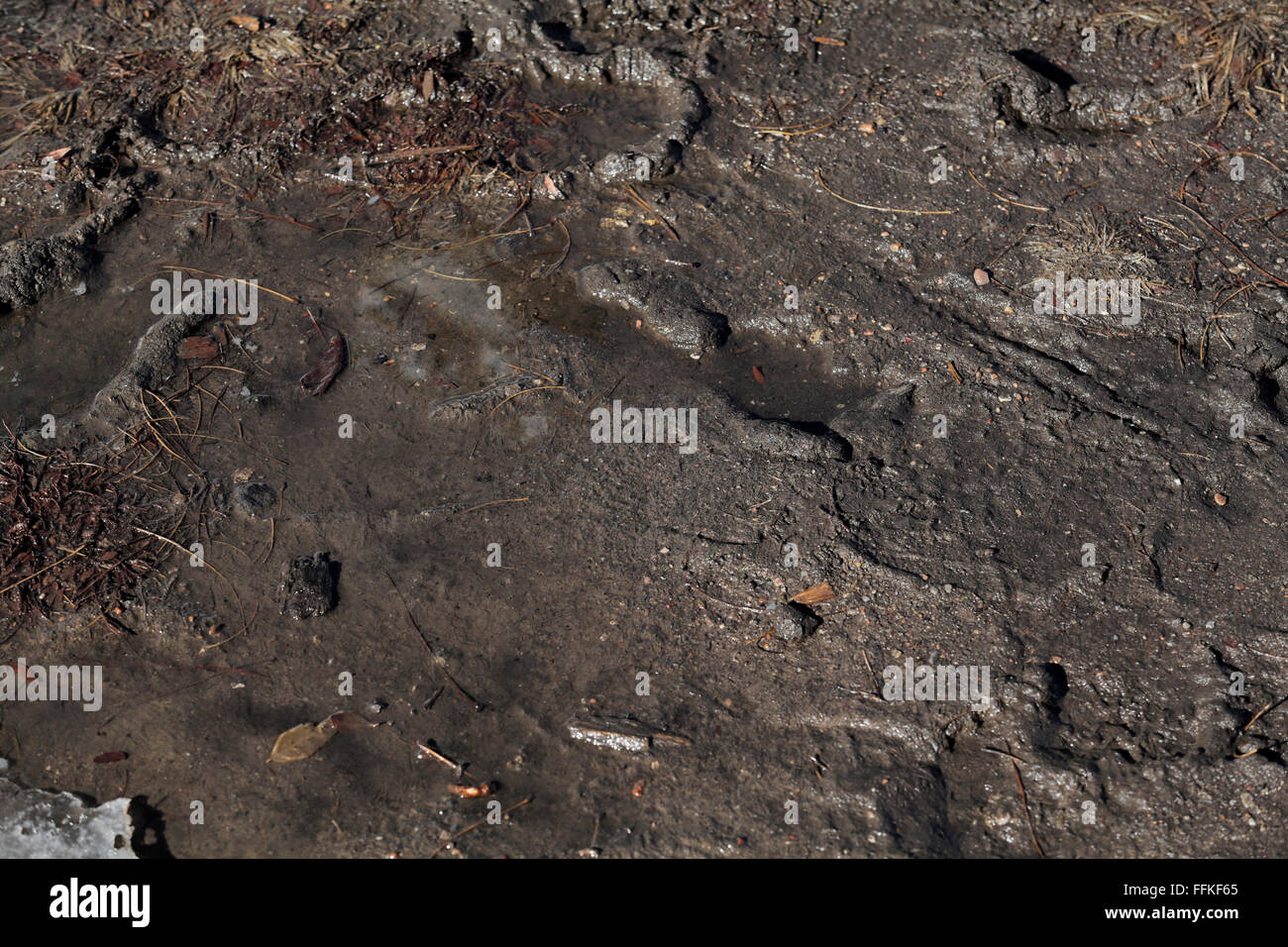 Muddy footprints hi-res stock photography and images - Alamy