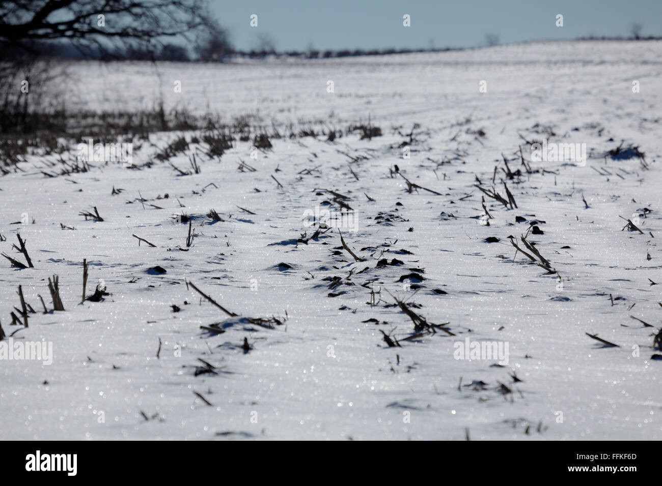 Corn stubble in a snowy field Stock Photo - Alamy