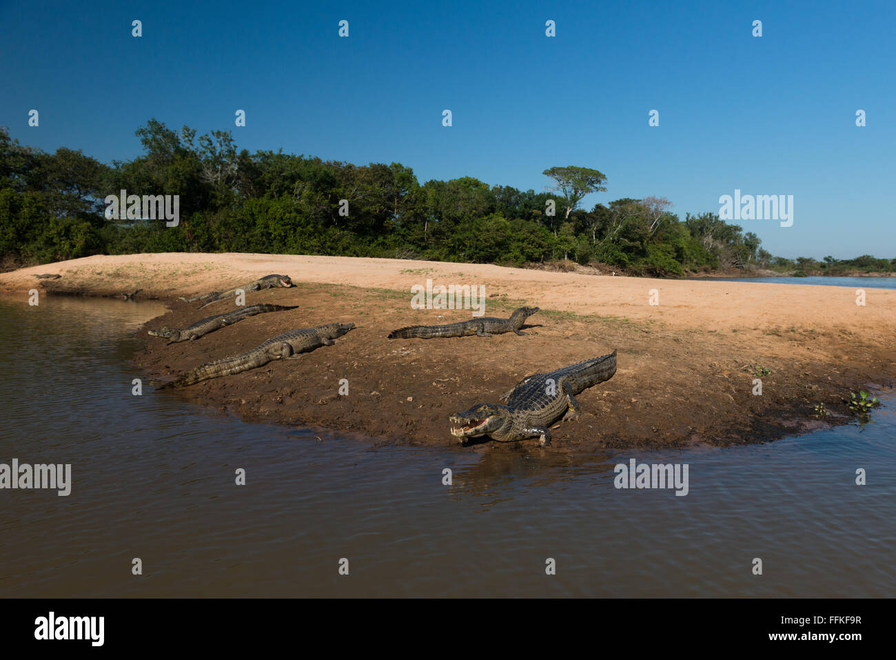 Caimans basking on a beach in the Pantanal Stock Photo - Alamy