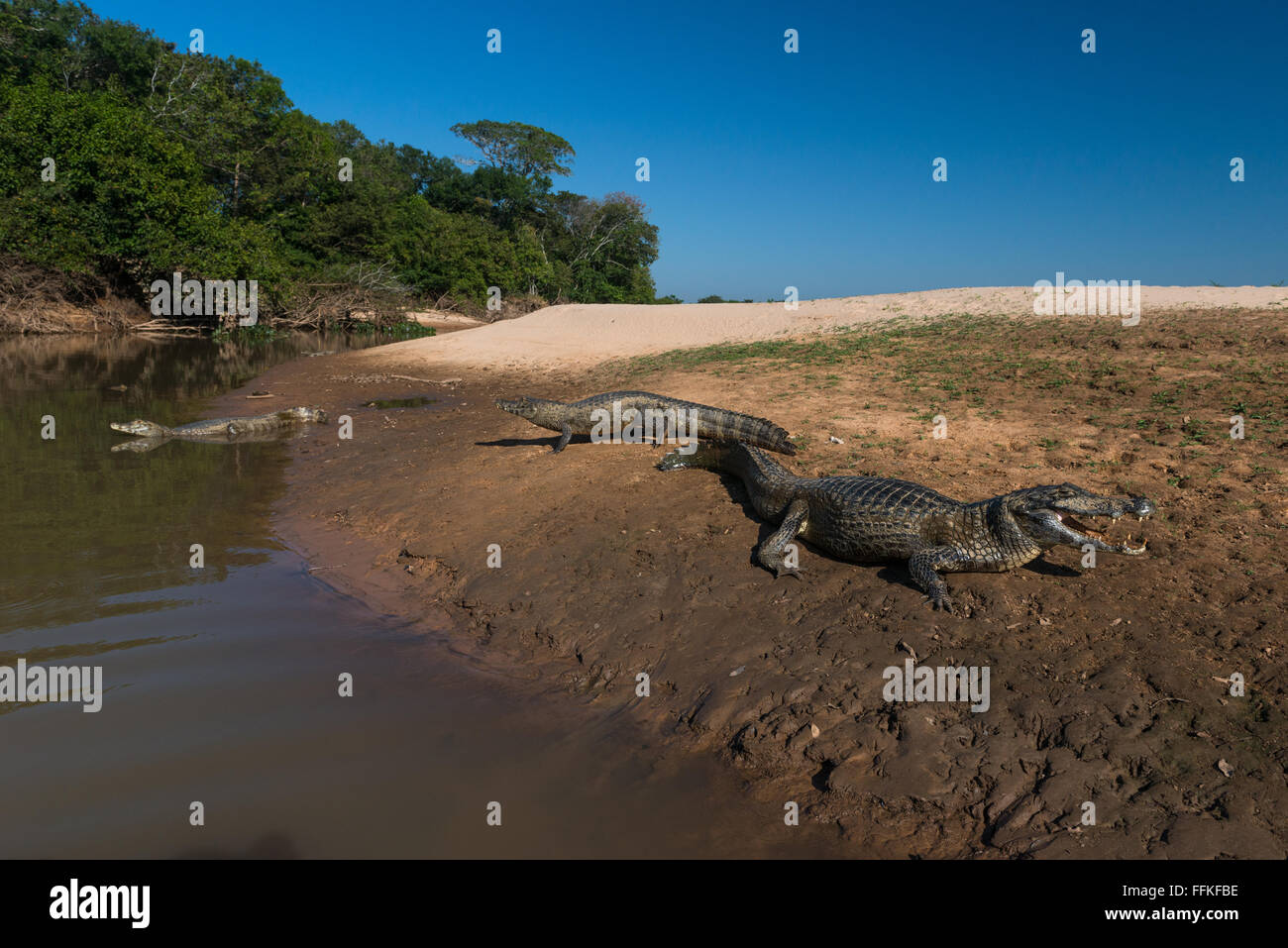 Caimans basking on a beach in the Pantanal Stock Photo - Alamy