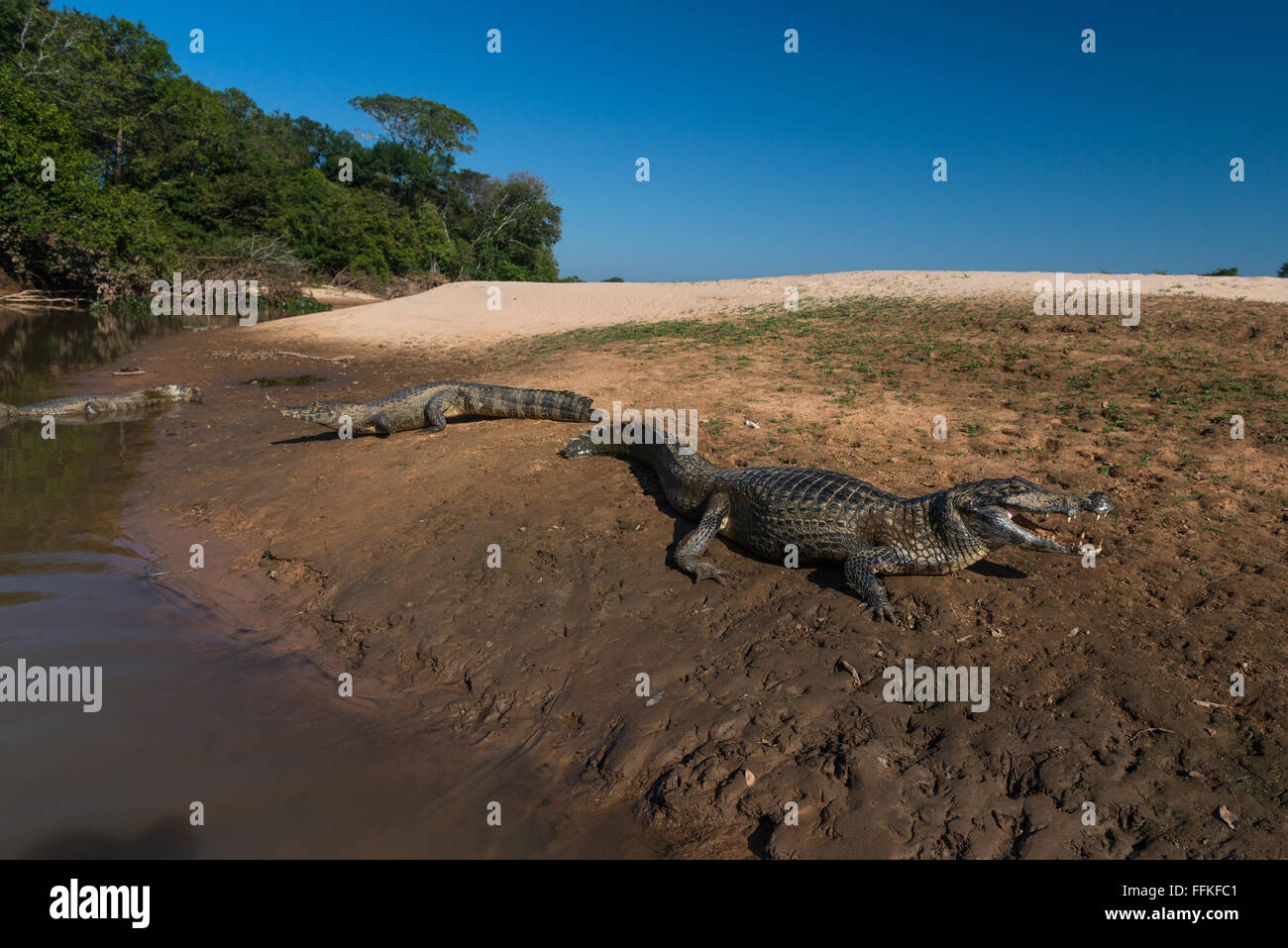 Caiman in pantanal river hi-res stock photography and images - Alamy