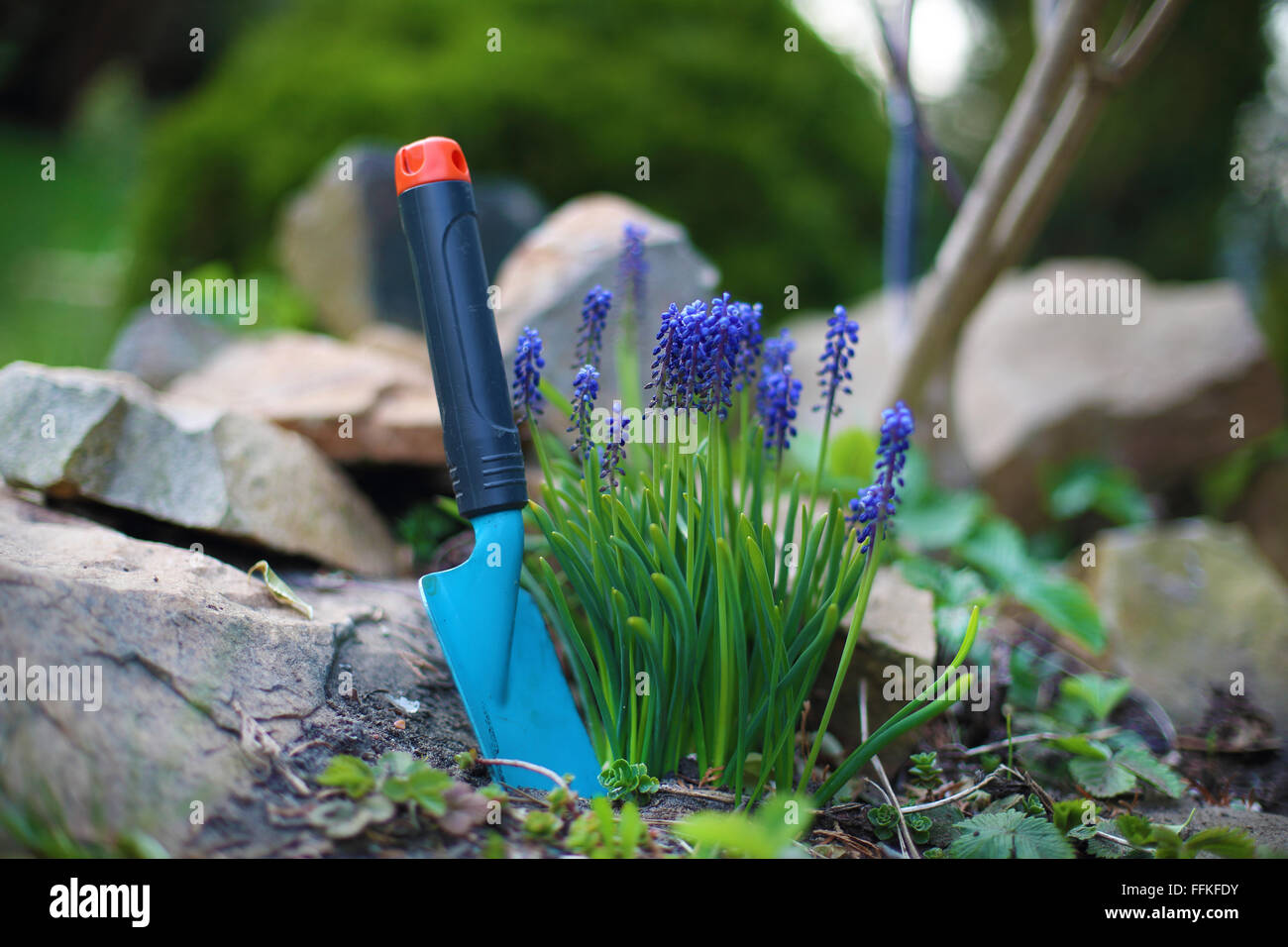 Hyacinth, spring flower. Planting flowers, spring gardening , Blue ...
