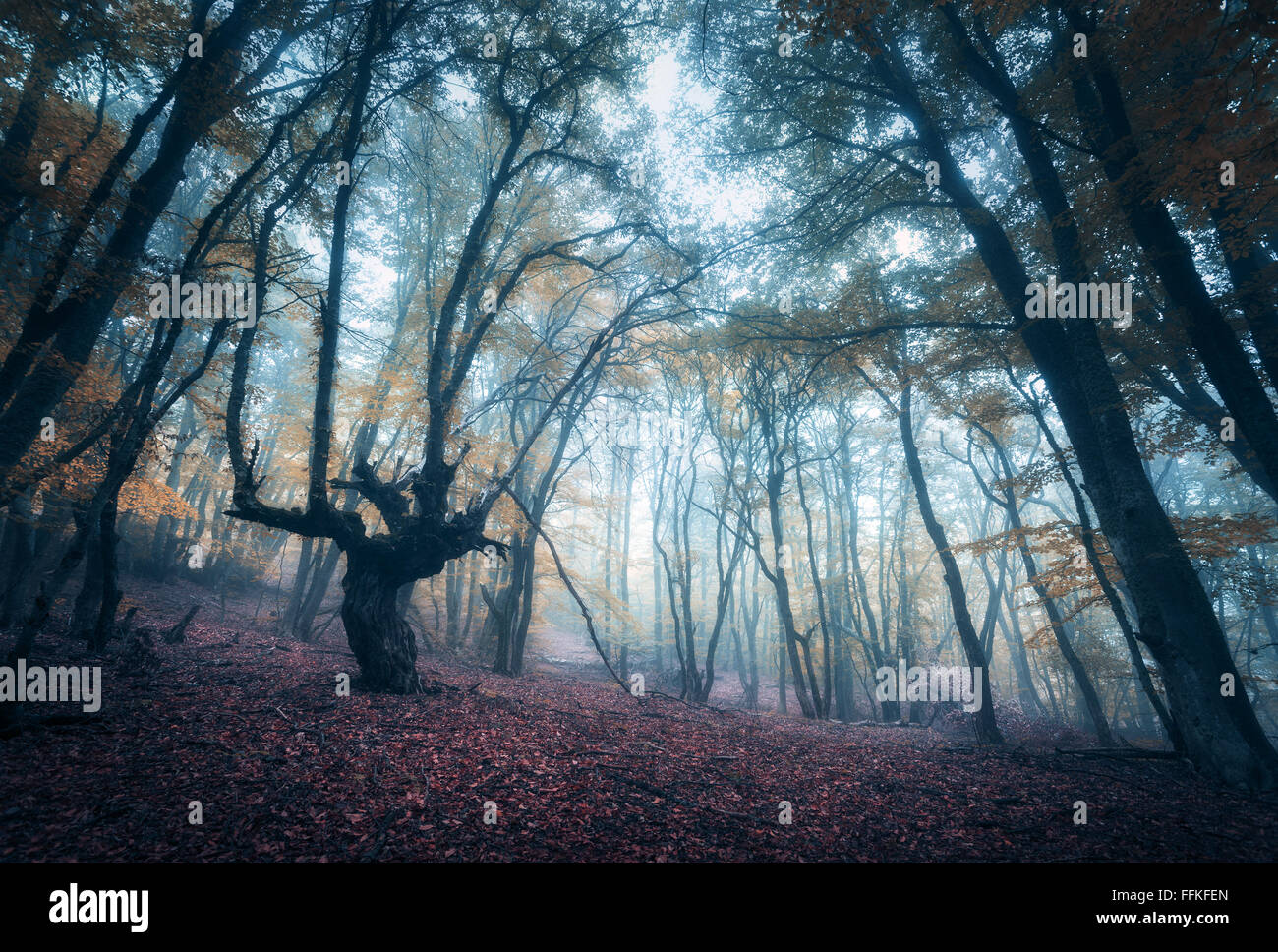 Nature landscape landscape trees hi-res stock photography and images ...