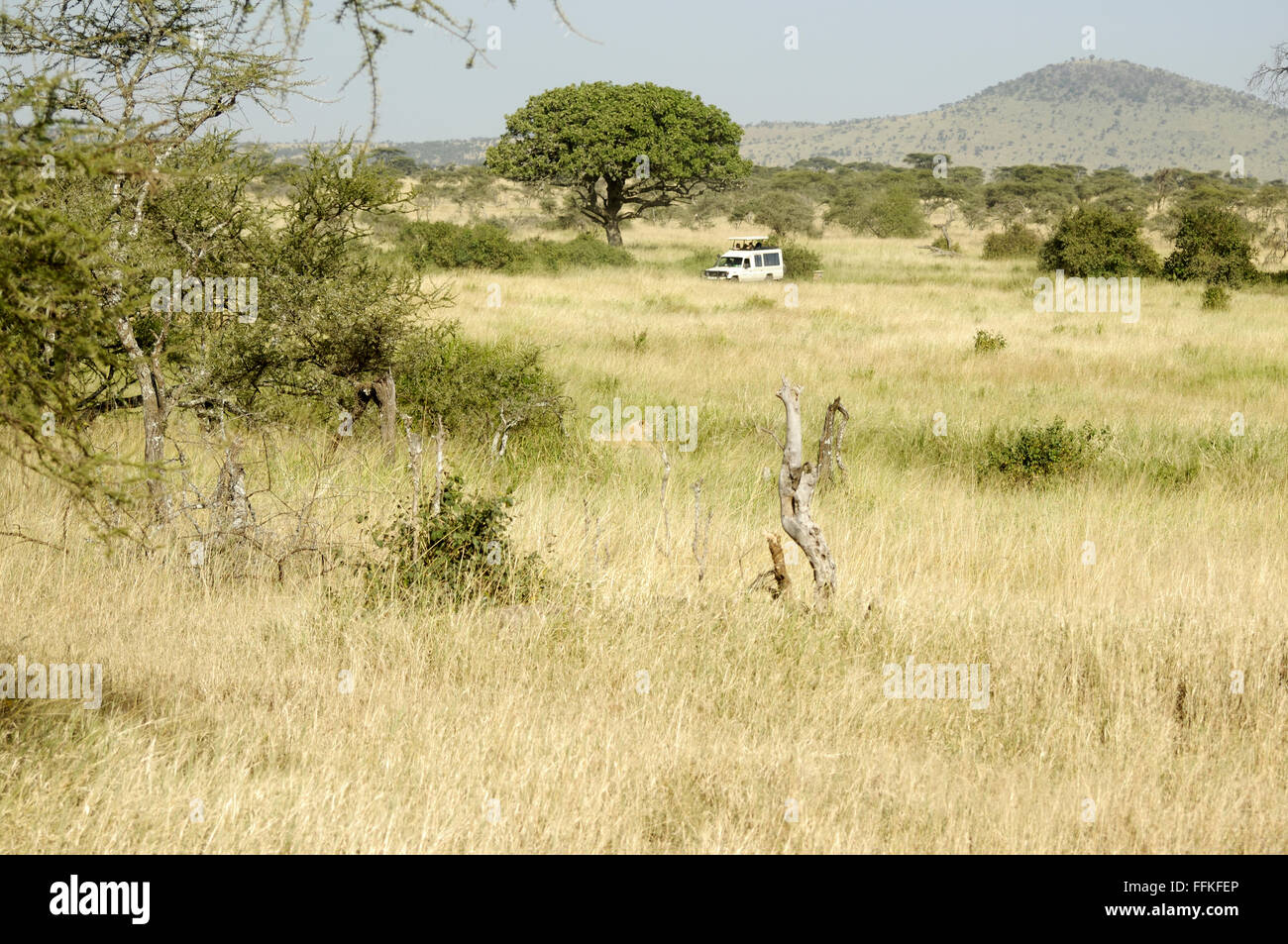 Safari landscape tree hi-res stock photography and images - Alamy