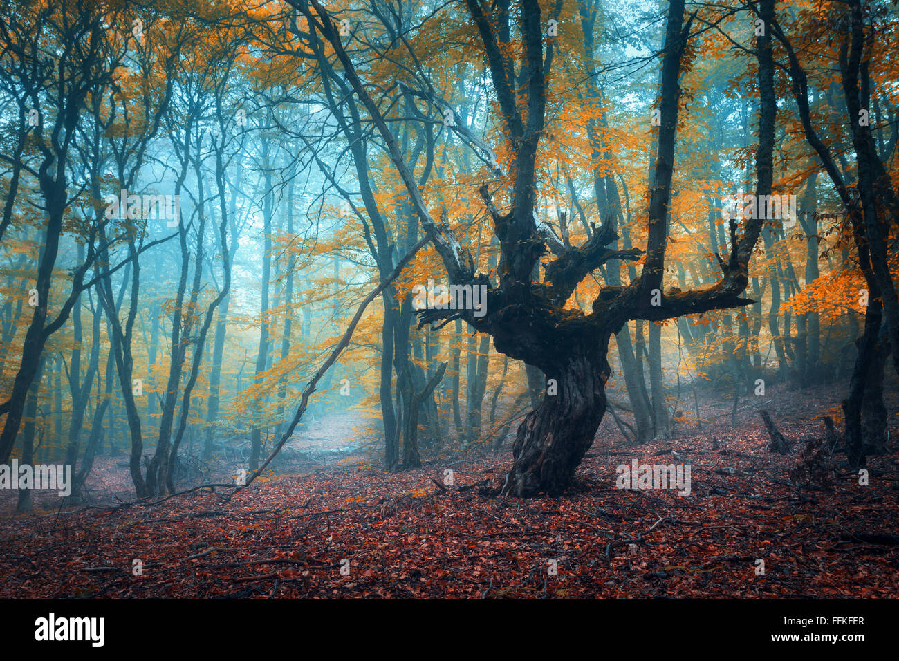 Beautiful magic forest in fog in autumn. Mysterious wood. Fairytale ...
