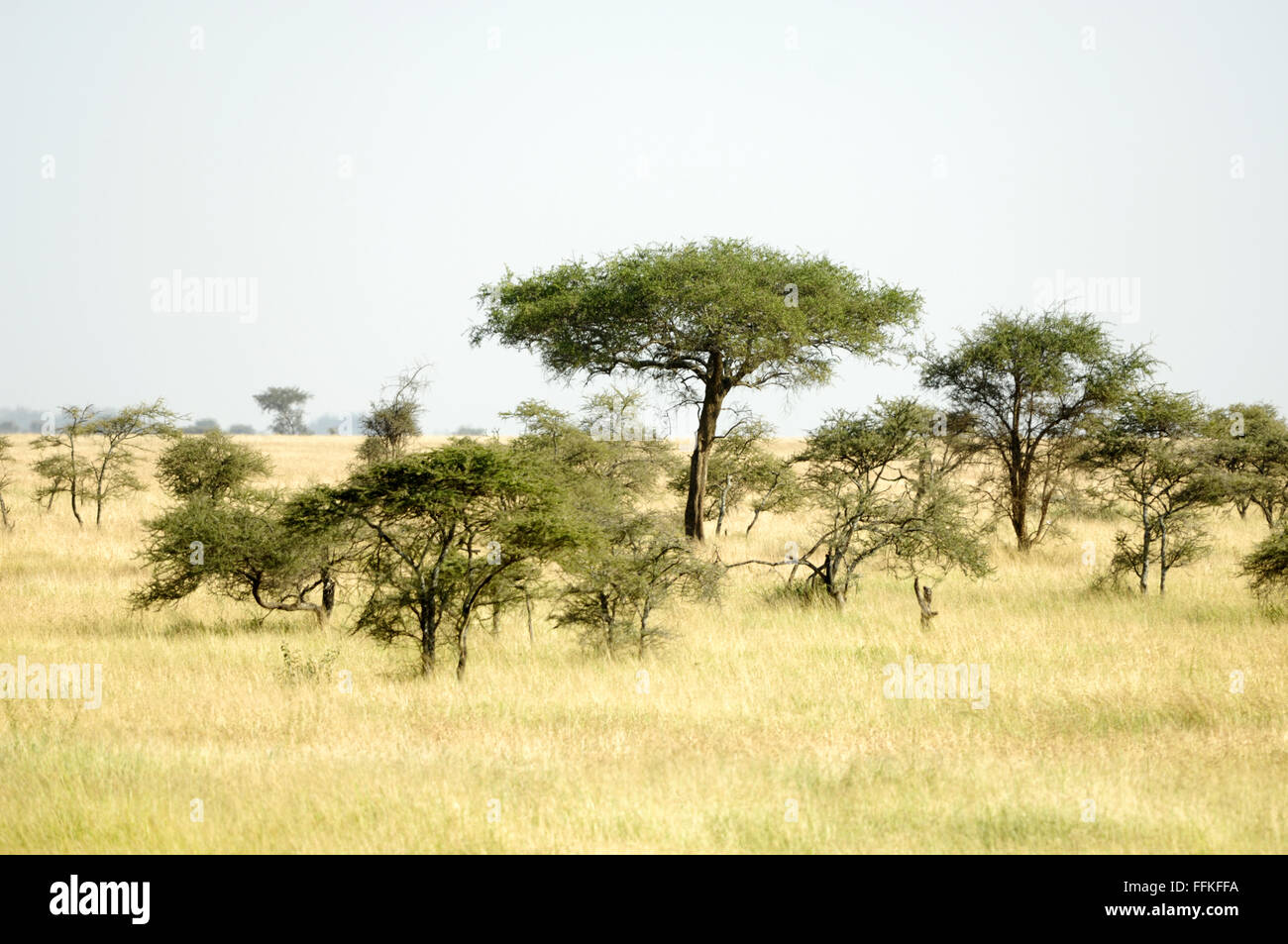 Serengeti landscape hi-res stock photography and images - Alamy