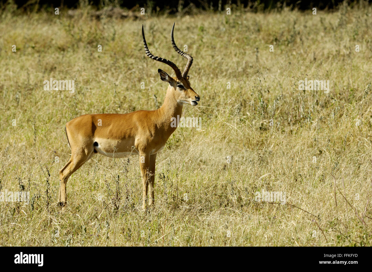 Impala horn hi-res stock photography and images - Alamy