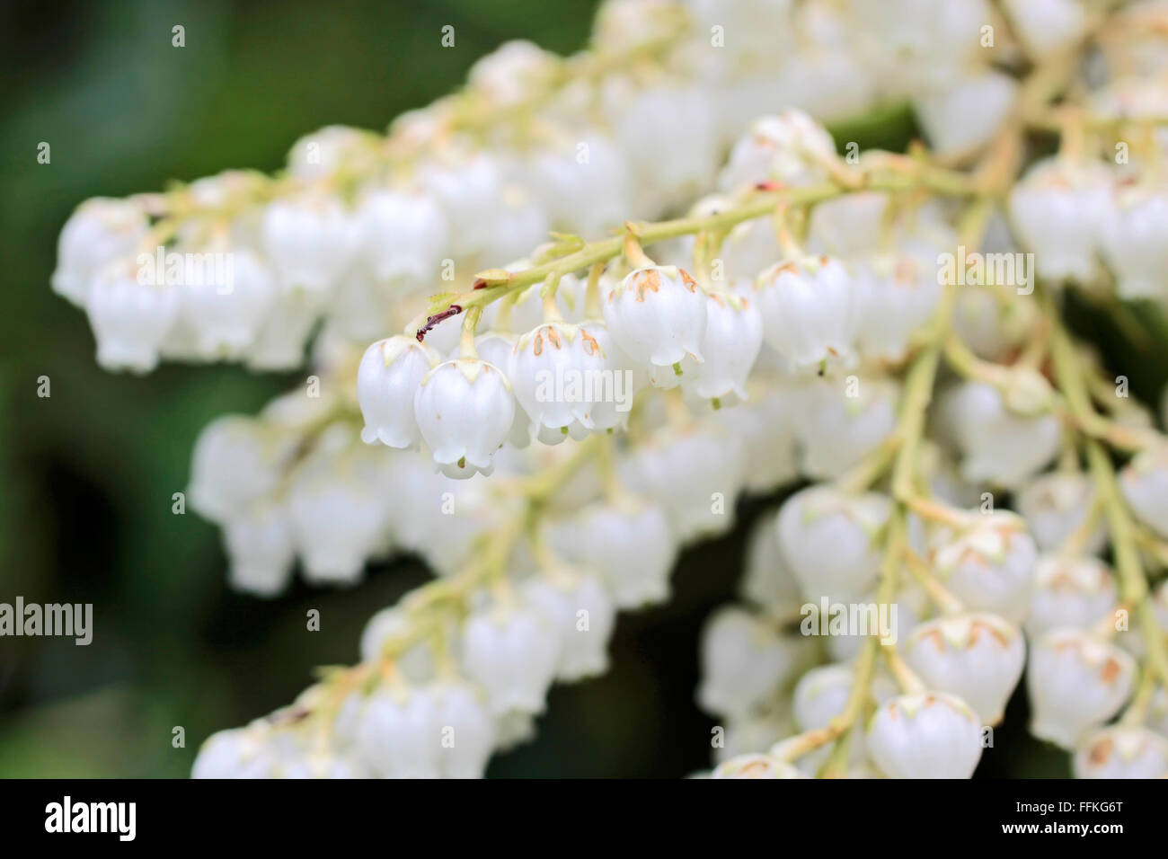 White enkianthus hi-res stock photography and images - Alamy