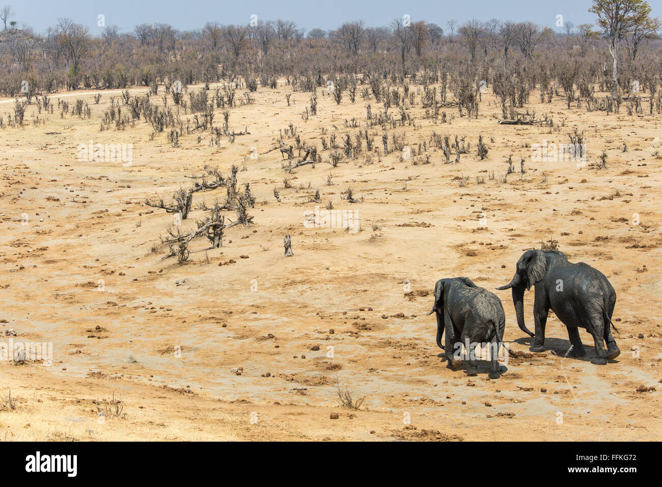 Two elephant bulls walking off through a heavily over-utilized area ...