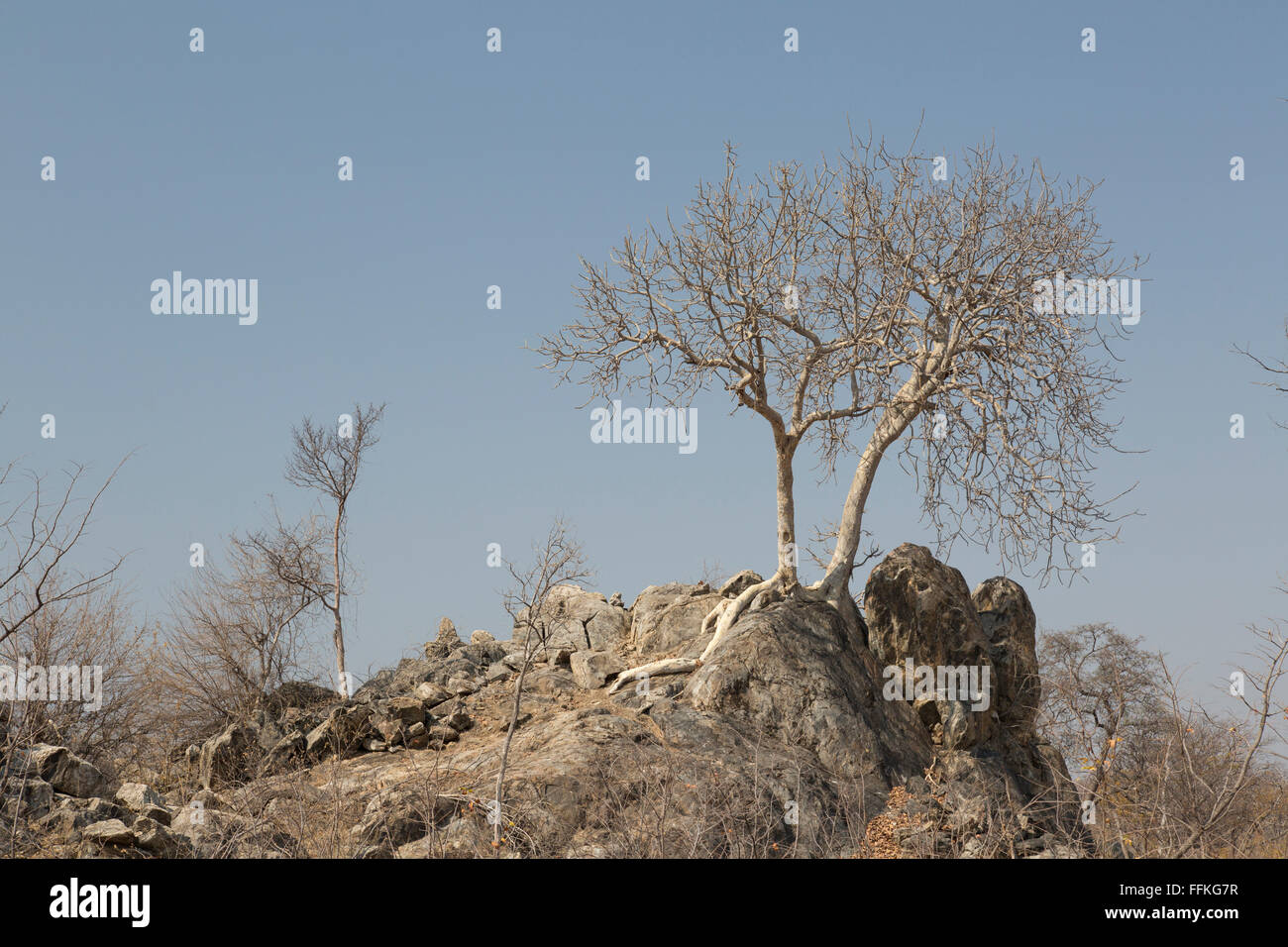 Rock fig growing on an exposed boulder in central Hwange National Park ...