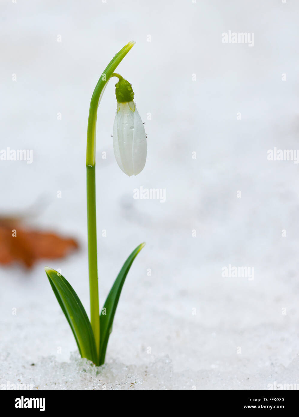Snowdrop blooming in spring hi-res stock photography and images - Alamy