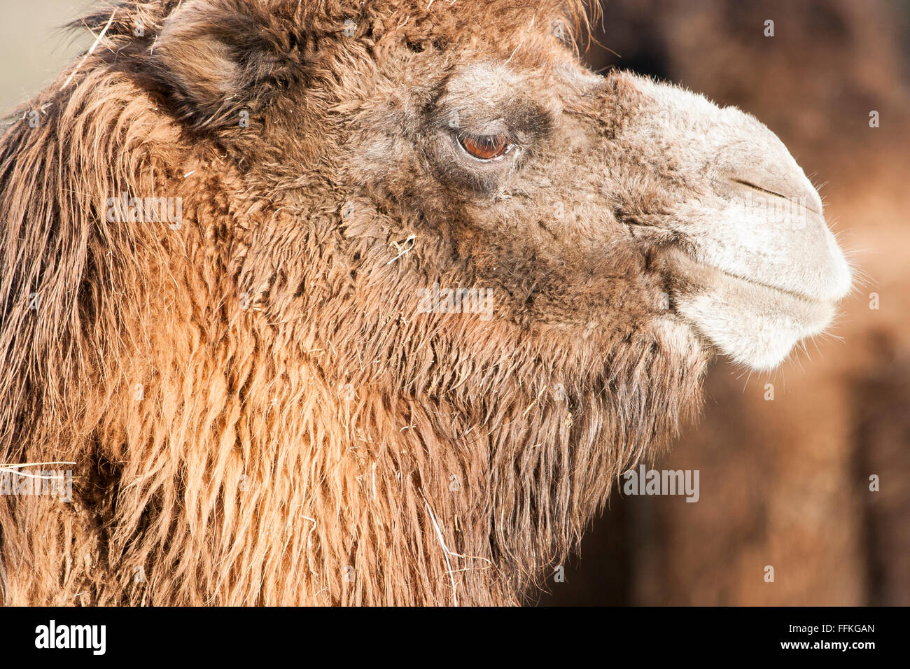 Bactrian camel's have two humps on their back and are very rare animals ...