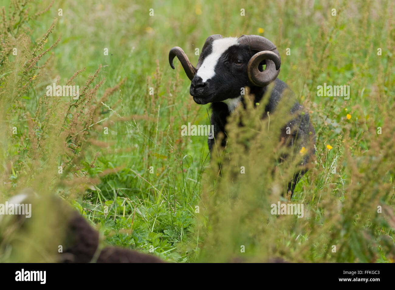 Balwen welsh mountain sheep hi-res stock photography and images - Alamy