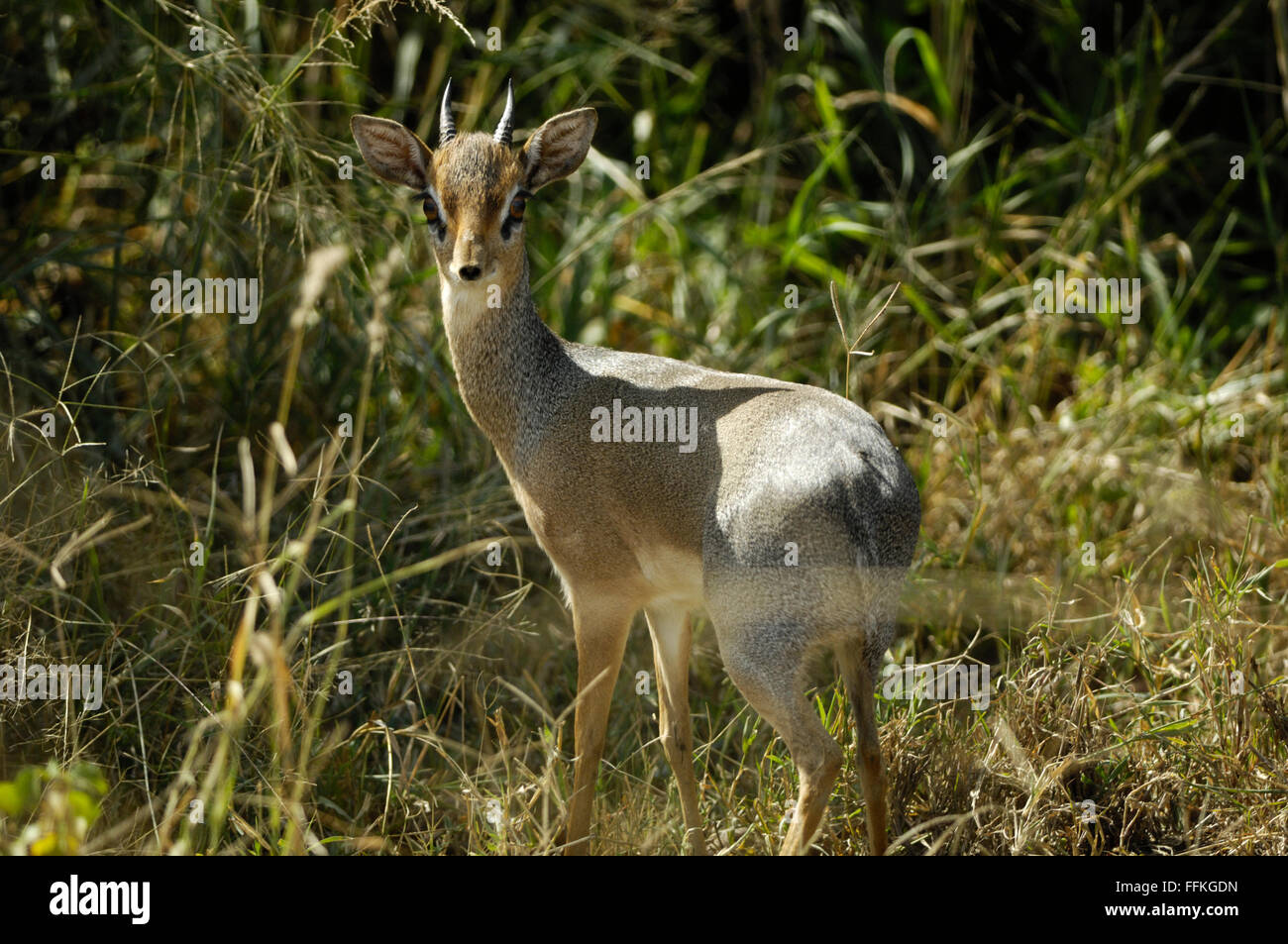 Dik dik standing in grass hi-res stock photography and images - Alamy