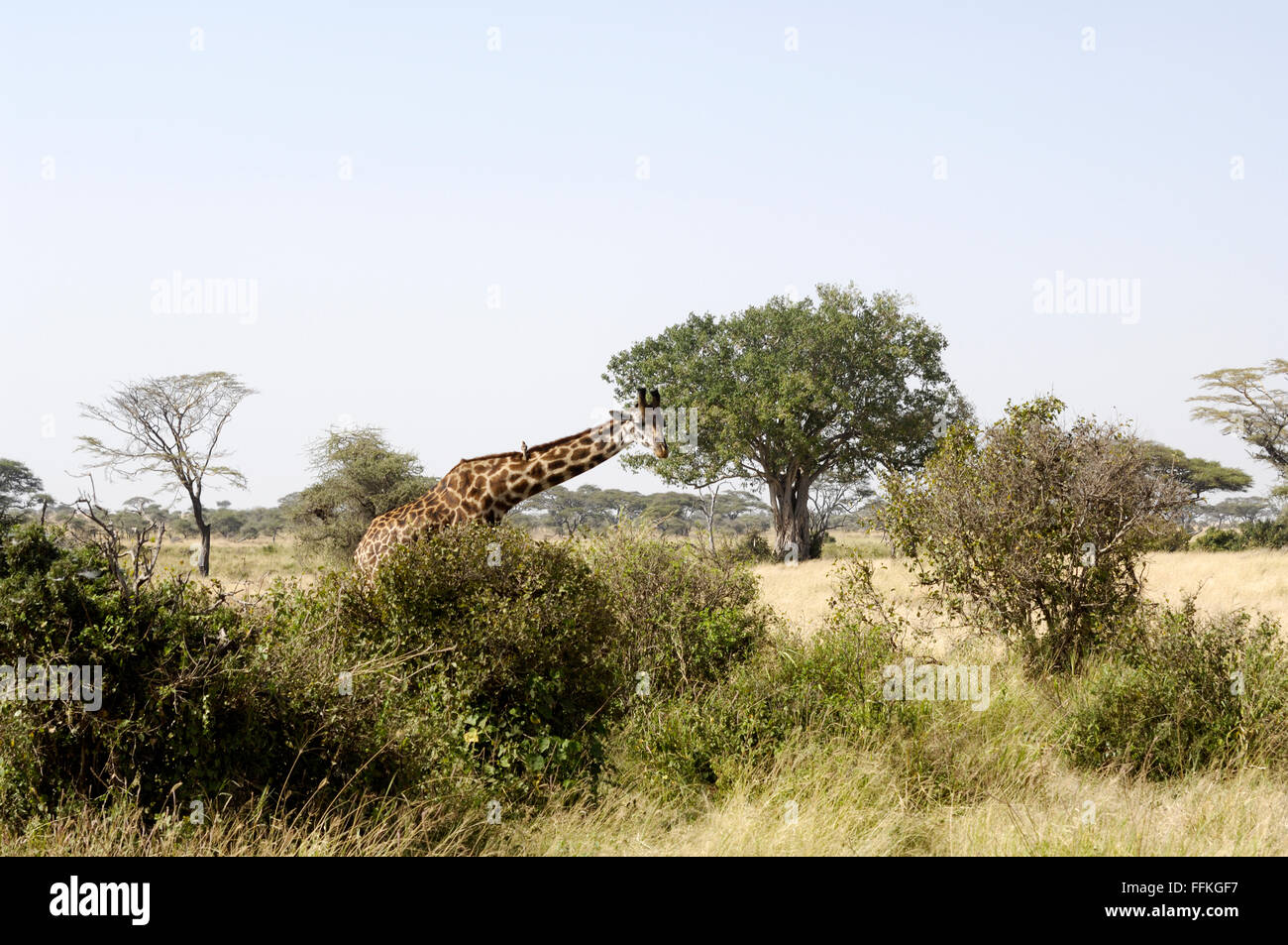 Giraffe and tree hi-res stock photography and images - Alamy