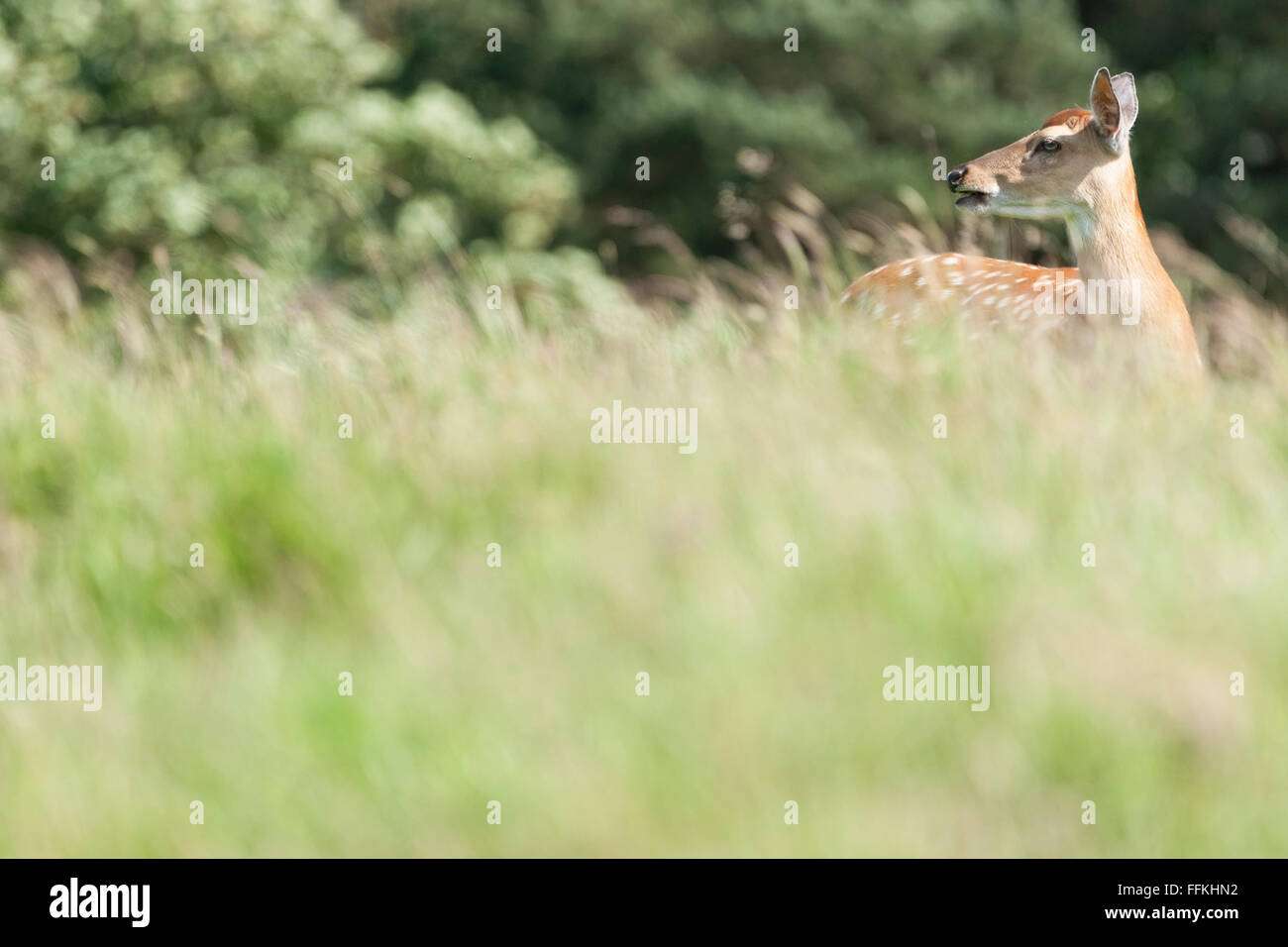 Female fallow dear hi-res stock photography and images - Alamy
