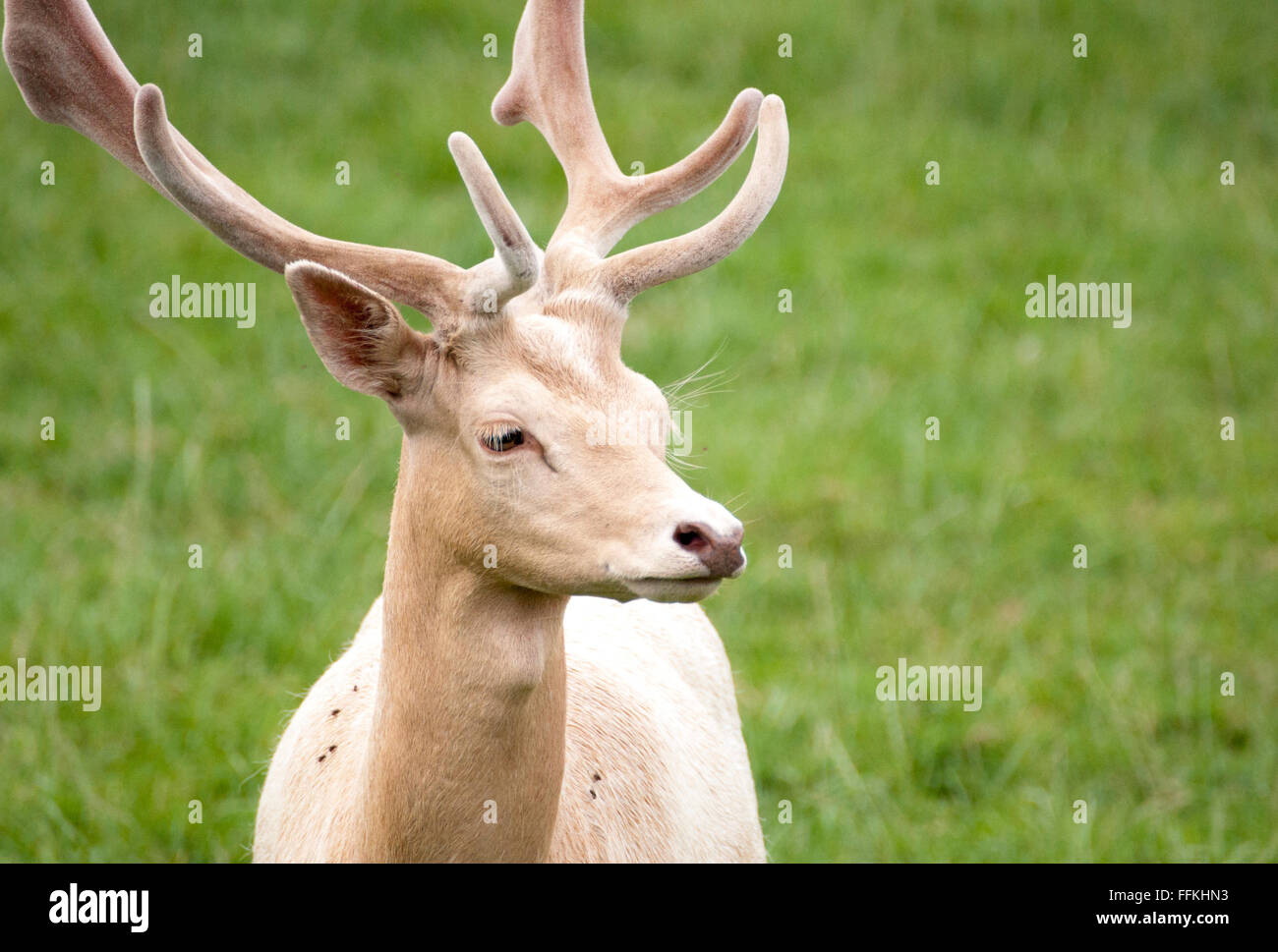Fallow dear, and introduced species in the UK Stock Photo - Alamy