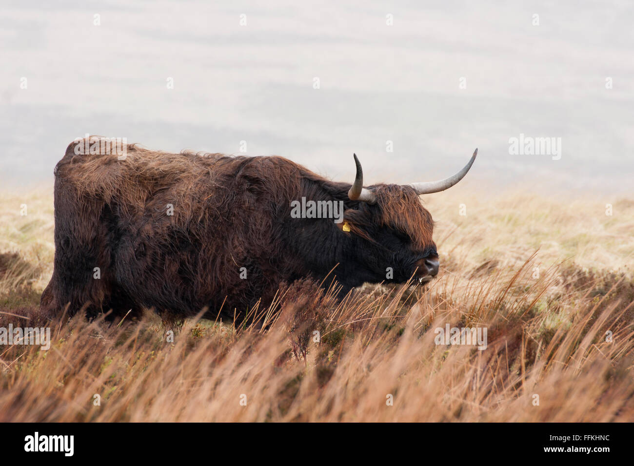 The Highland cow is a rugged cow for the harsh Exmoor landscape Stock ...