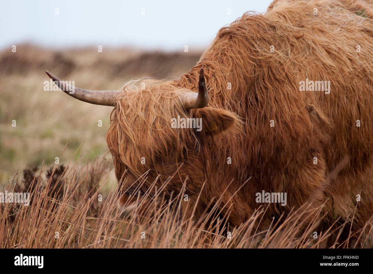 Rugged cow hi-res stock photography and images - Alamy