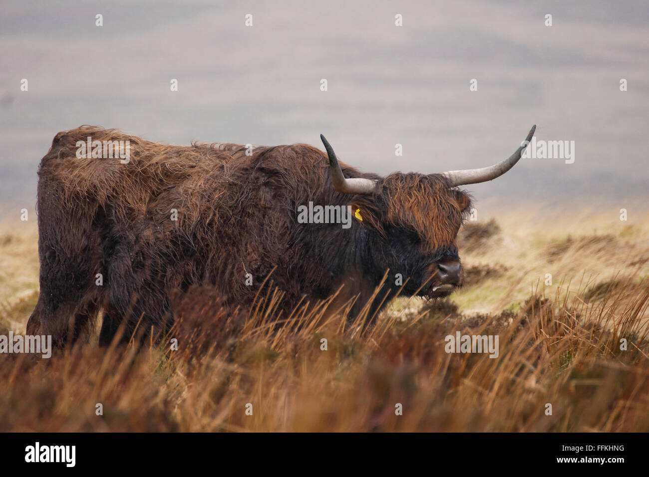 The Highland cow is a rugged cow for the harsh Exmoor landscape Stock ...