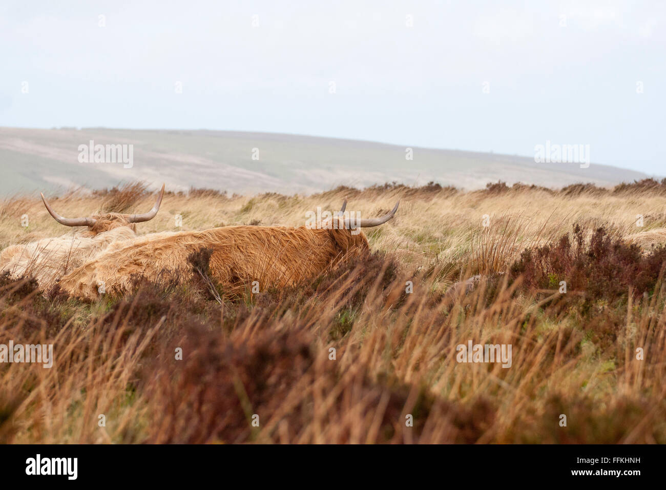 Exmoor horn hi-res stock photography and images - Alamy