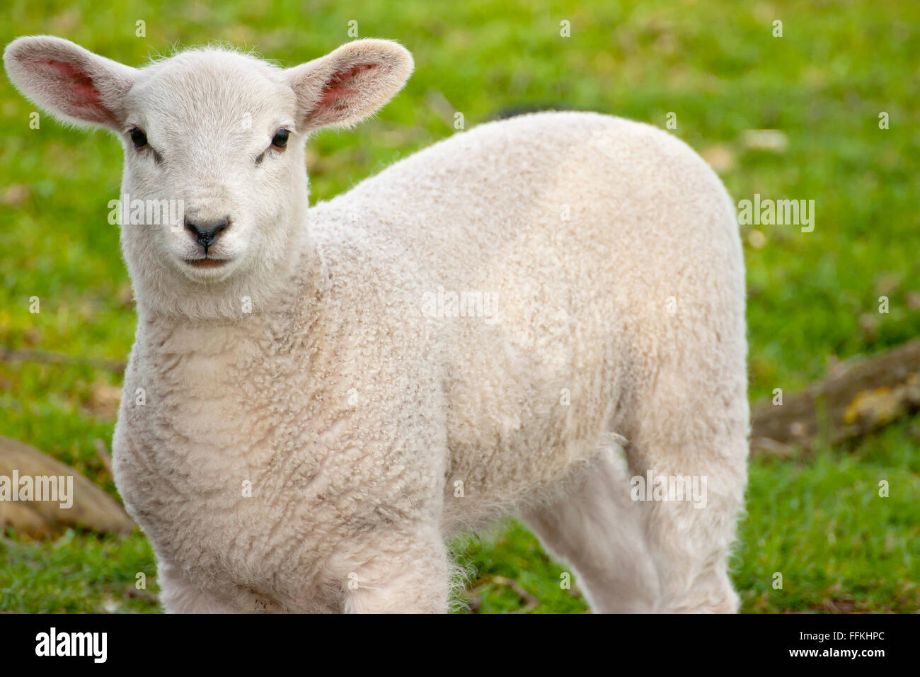 Lamb portrait hi-res stock photography and images - Alamy