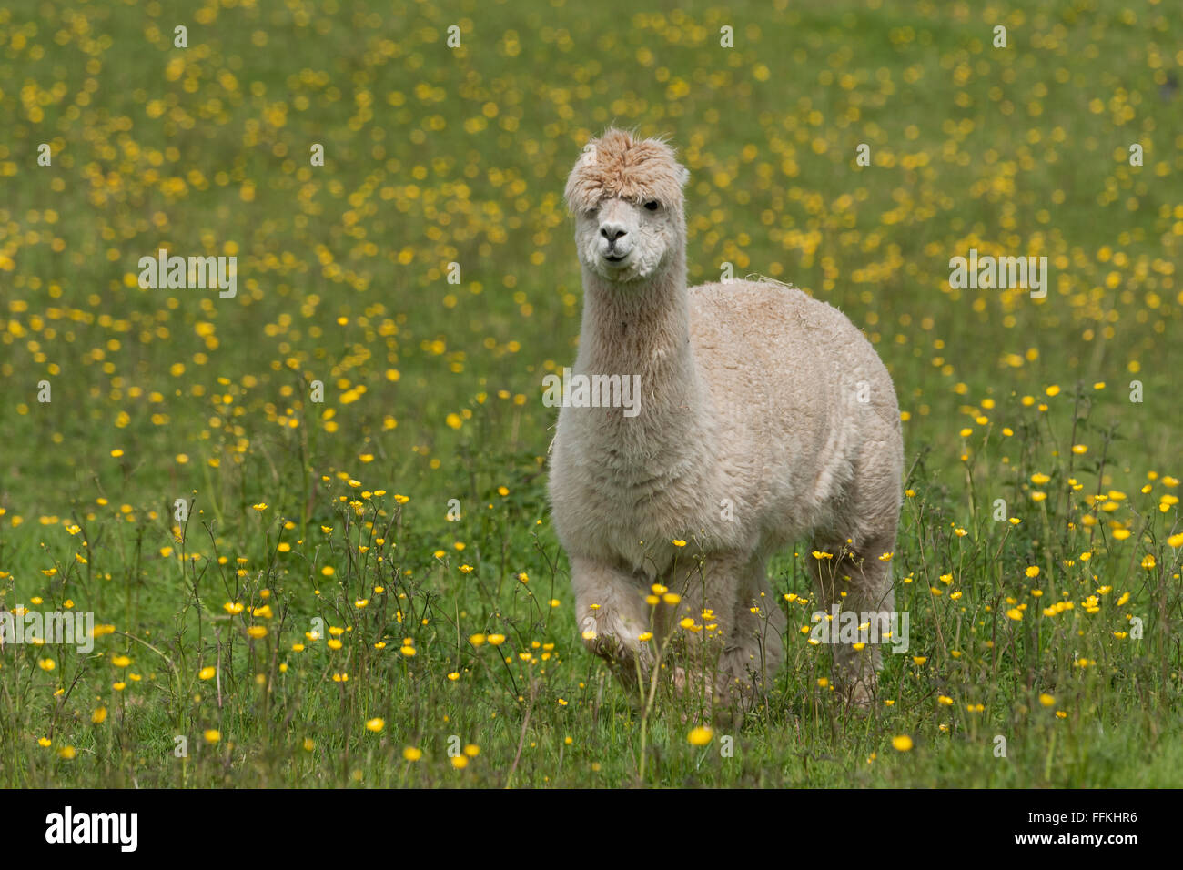 Llama portrait - a larger but related animal to the Alpaca Stock Photo ...