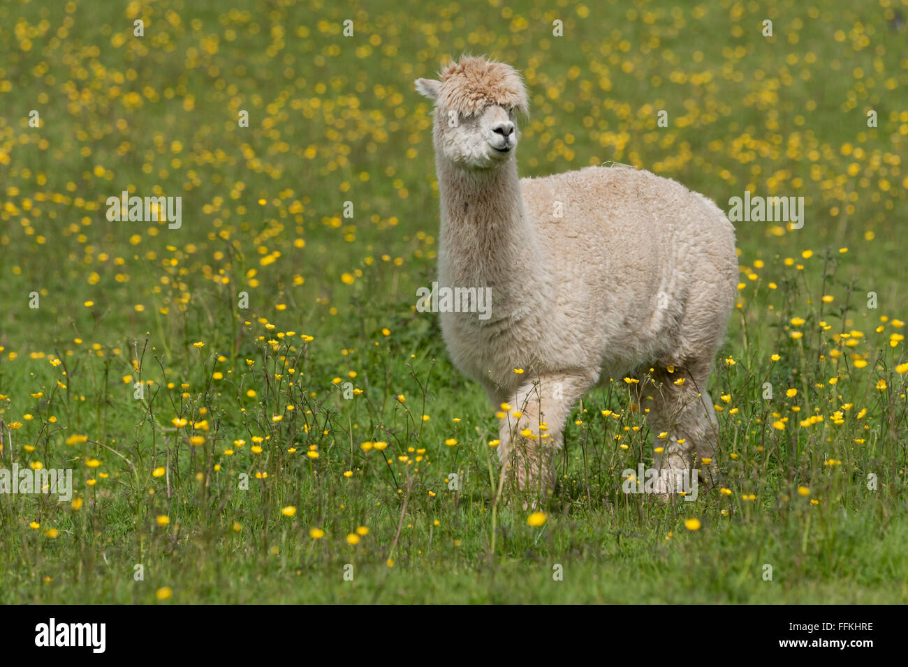 Llamas ecuador hi-res stock photography and images - Alamy
