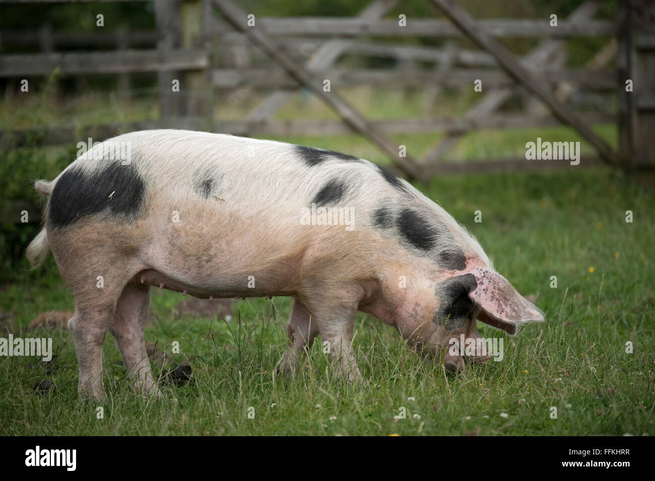 Gloucestershire old spot pig hi-res stock photography and images - Alamy
