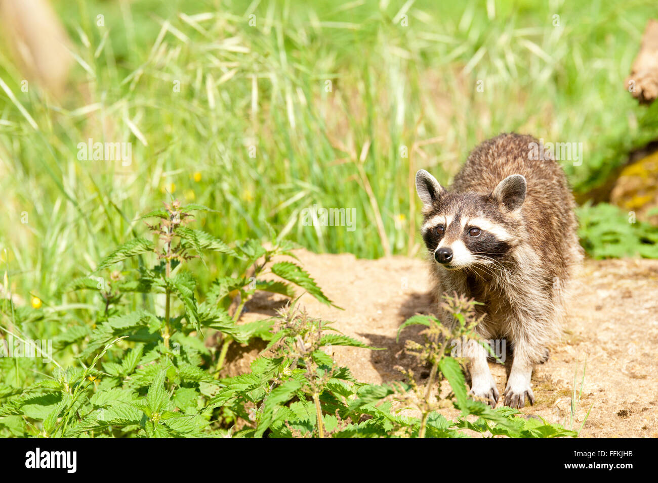 Raccoons look like bandits with a black stripe across their eyes - and ...