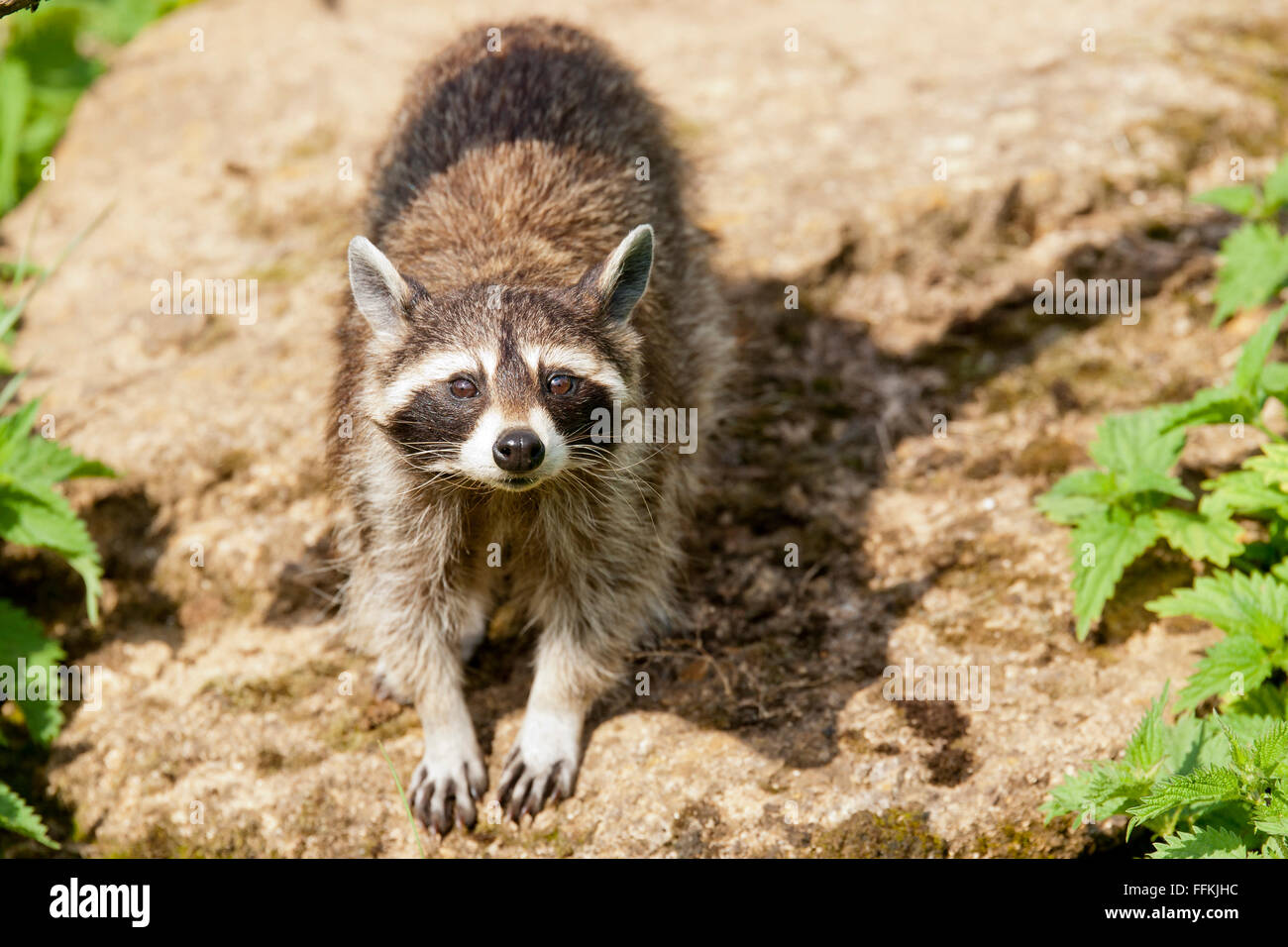 Raccoons look like bandits with a black stripe across their eyes - and ...