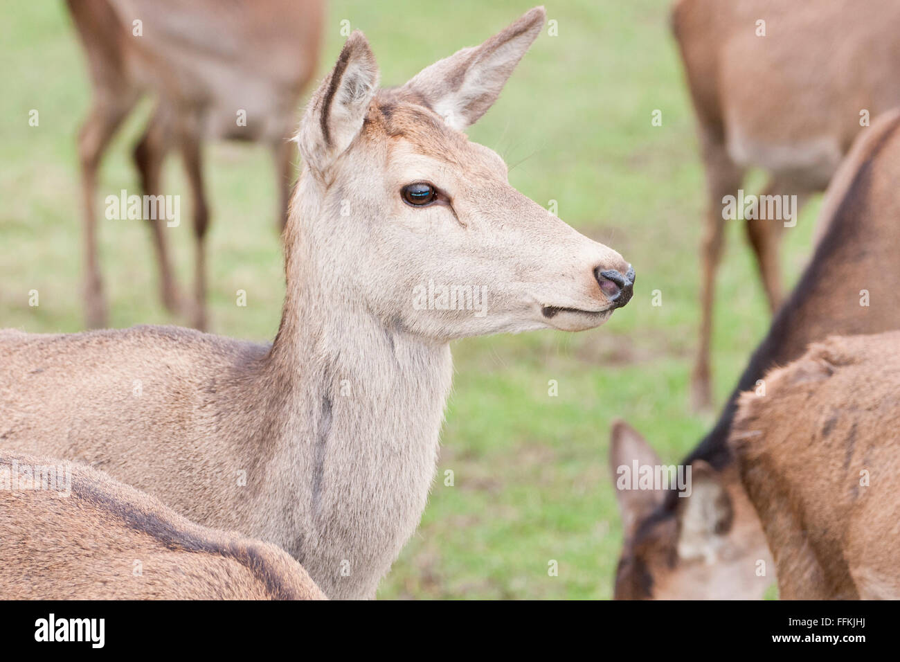 Red deer are one of the UK's native deers Stock Photo - Alamy