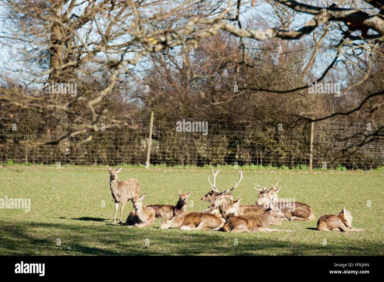 Red deer are one of the UK's native deers Stock Photo - Alamy