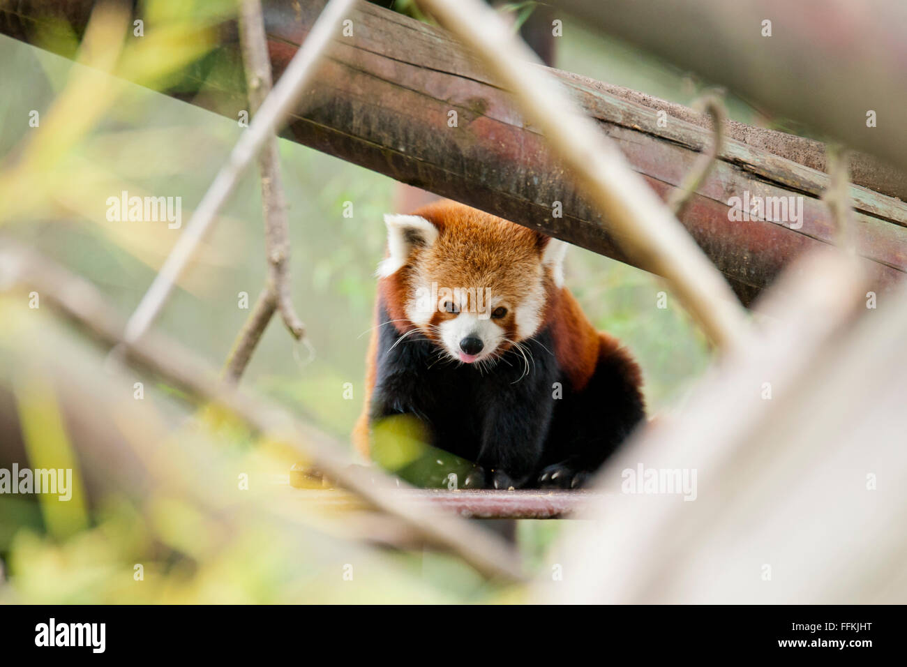 A Himalayan native the Red Panda is classified as vulnerable by the ...