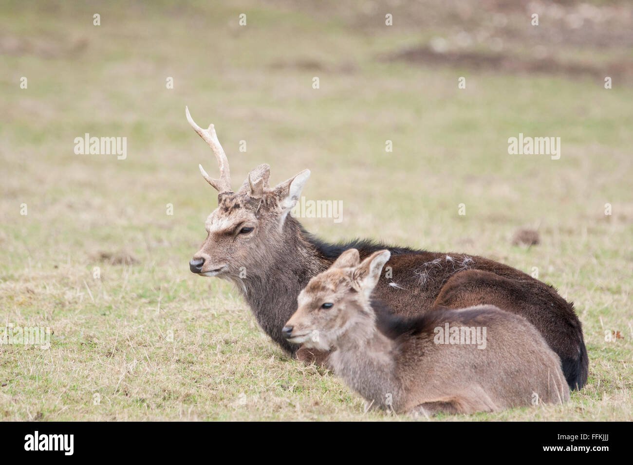 Asian spotted deer hi-res stock photography and images - Alamy