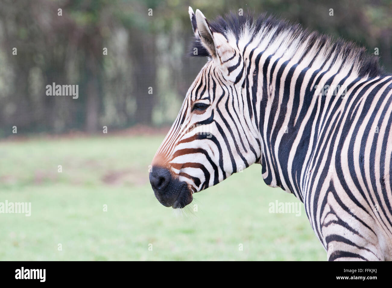 Zebra coat hi-res stock photography and images - Alamy